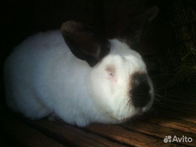 Продам чистопородных крольчат калифорнийской пород