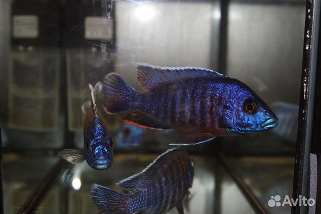 Цихлиды-аулонокары