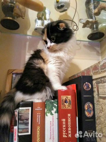 Котёнок (девочка) ищет любящих хозяев