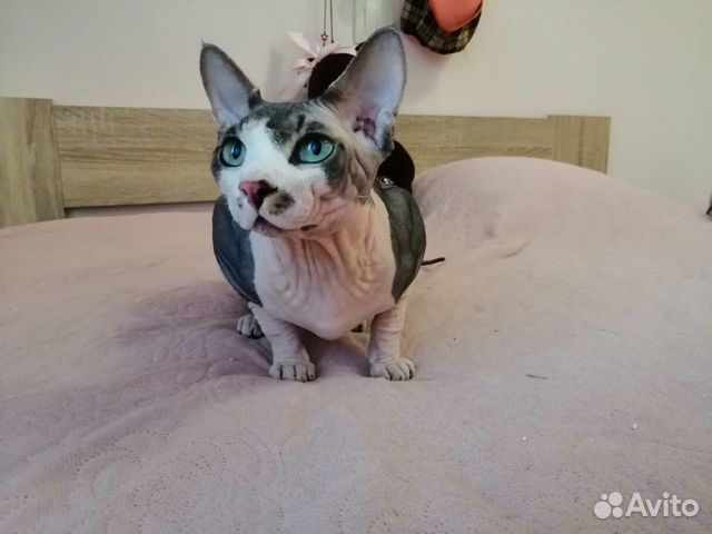 Вязка канадский сфинкс