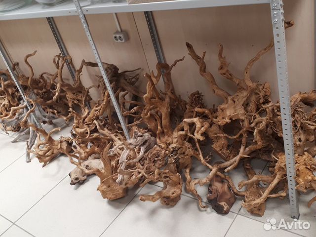 Коряги мангровые, азалия,лоза.мопани
