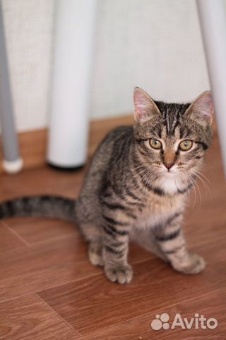 Котодевочка Фанта