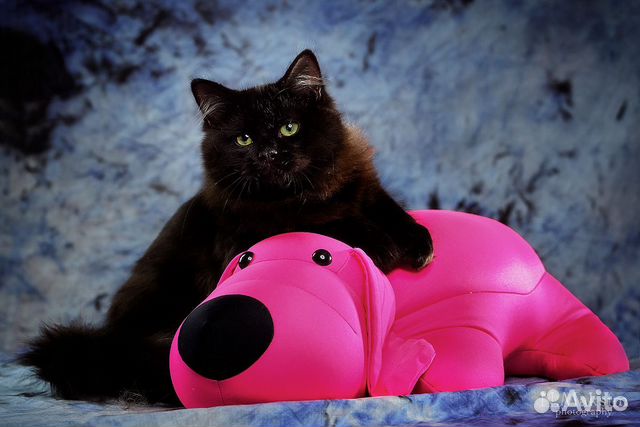 Сибирский котик мистический чисто черный