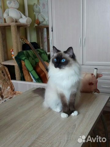 Кошка Рэгдолл 3 года