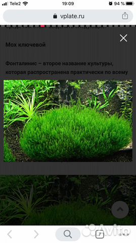 Мох "стринг"