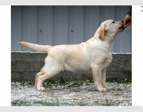 Лабрадор палевый девочка 5 мес РКФ