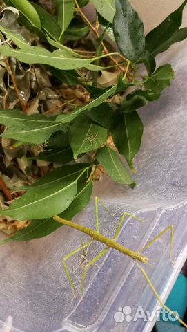 Палочники малыши