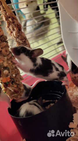 Мышата в добрые руки