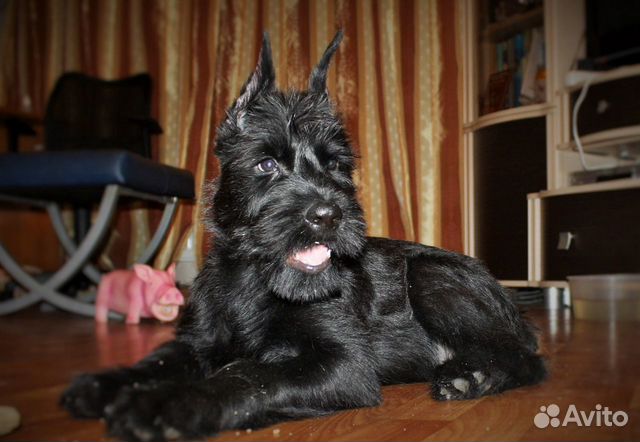 Алиментный щенок ризеншнауцера