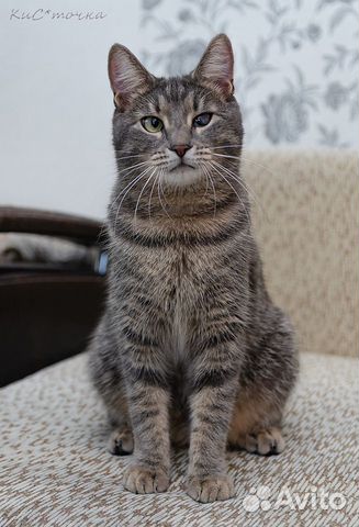 Любопытнейший кот Лёсик ищет семью