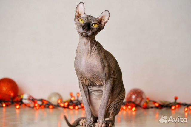 Кошка породы эльф