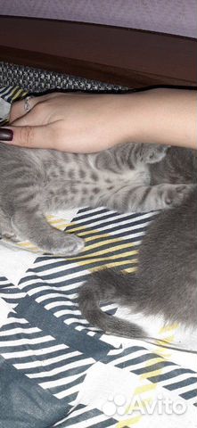 Шотланские котята