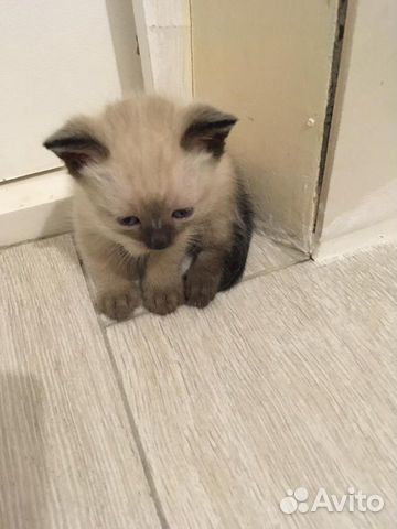 Котята