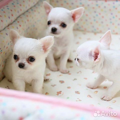 Подарок Чихуахуашки Белоснежки