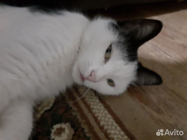 Пропал кот