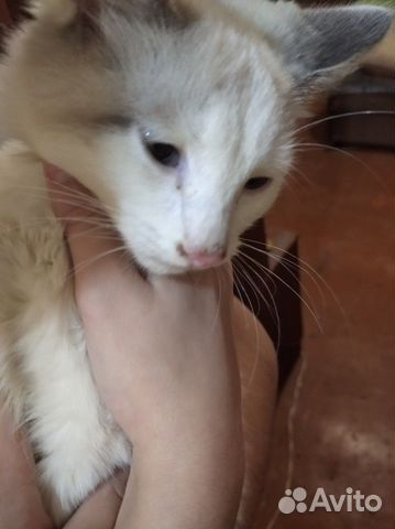 Кот порода Невская москорадная кот красивый и люби