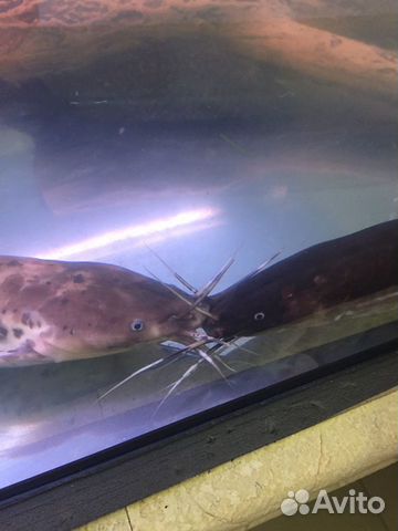 Сом кошка (клариевый)