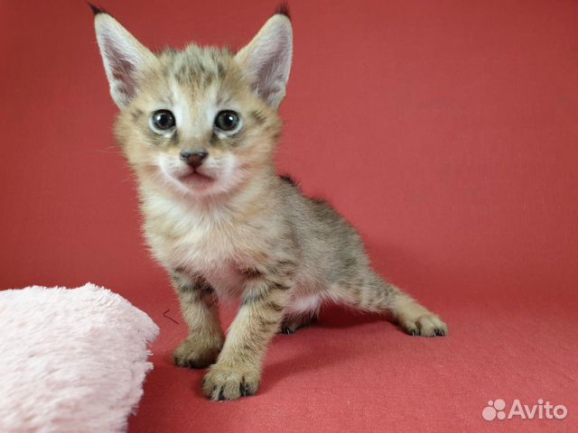 Кошка Чаузи ф1