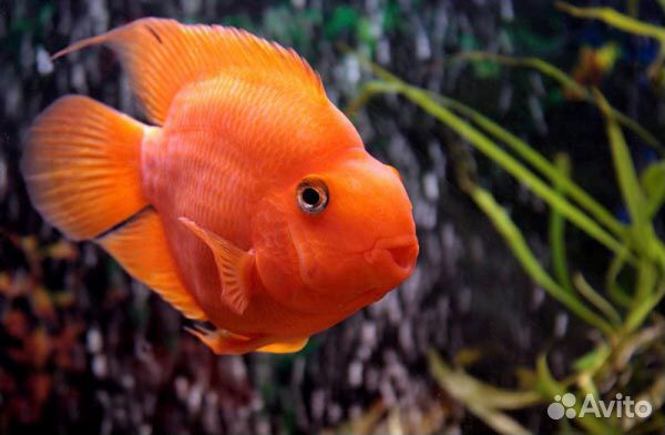 Отдам рыбку красный попугай