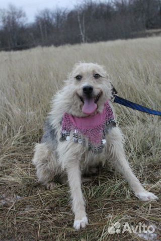 Малышка Иви отдается в добрые руки