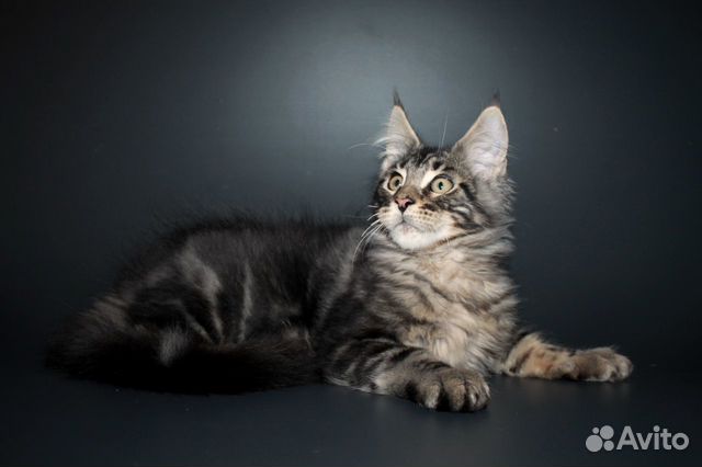 Котята Мейн-Куны