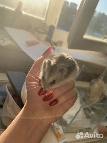 Хомячок в наборе с опилками и кормом