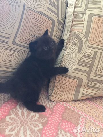 Котёнок шотландской породы