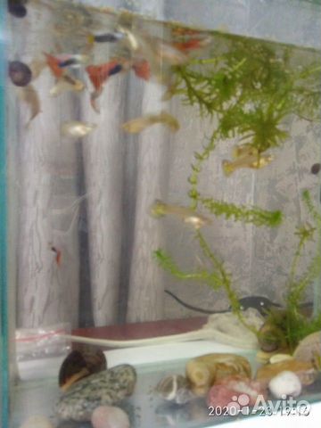 Рыбки гуппи и улитки