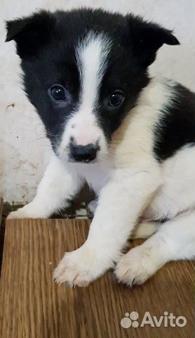 Лайка щенок мальчик