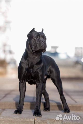 Вязка,кобели кане корсо. Щенки на продажу