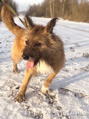 Метис терьера ищет дом