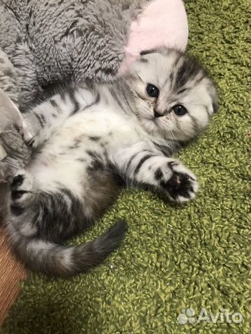 Шотландская девчуля