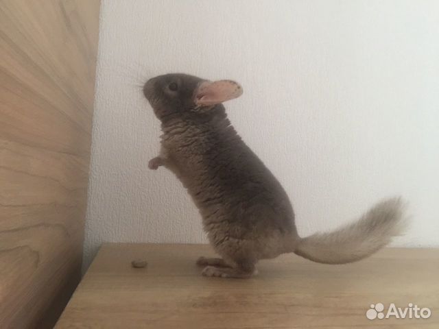 Пара шиншилл. Семья