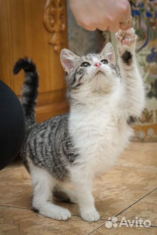 Ральф котёнок мальчик 4 месяца