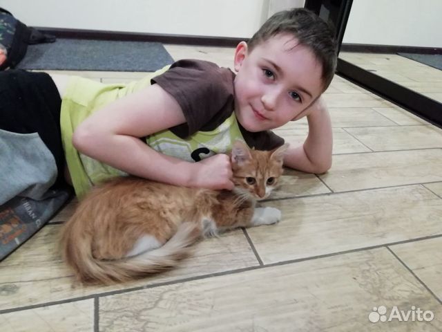 Отдаётся кот 3.5 мес