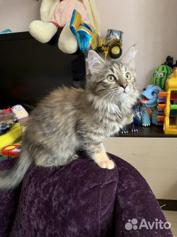 Котенок