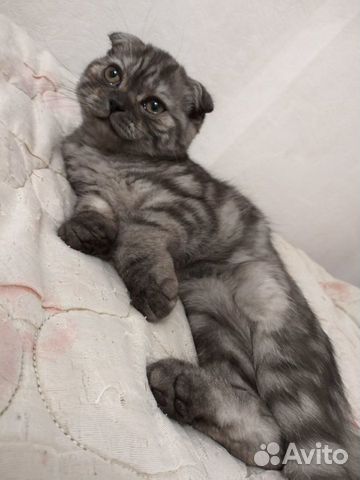 Шотландский вислоухий котенок