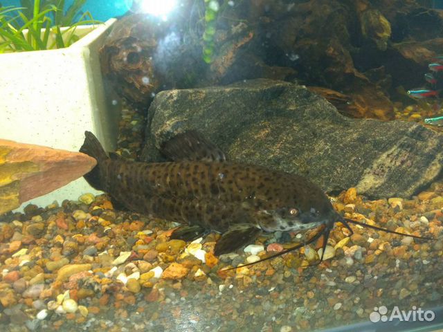 Рыбки таракатум