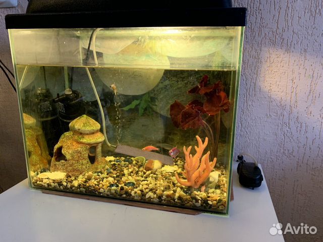Аквариум