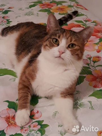 Кошка