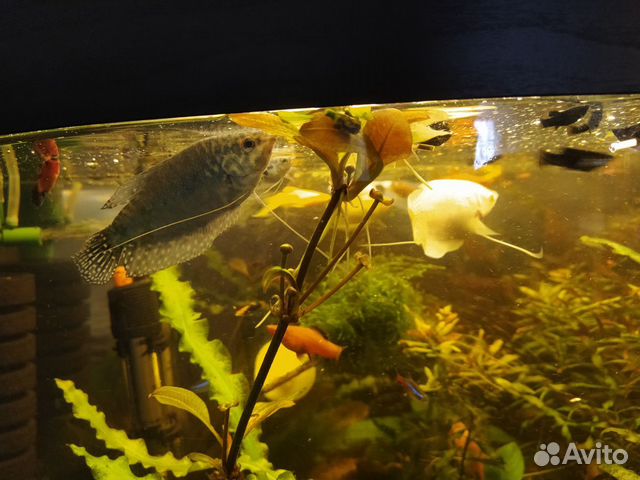 Пара мраморных гурами