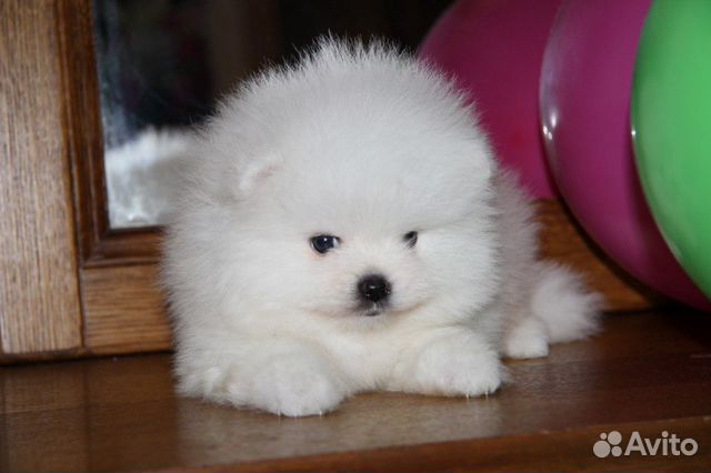 Померанский Шпиц Белоснежка