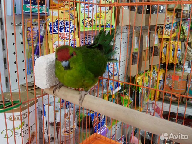 Попугай какарик, полугодовалый птенец