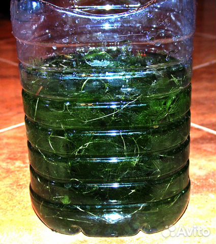 Аквариумная трава (роголистник)