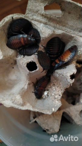 Экзотические животные, Мадагаскарский таракан