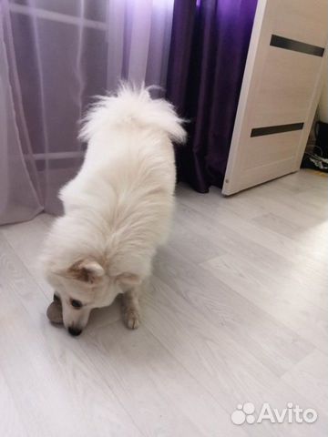 Собака шпиц