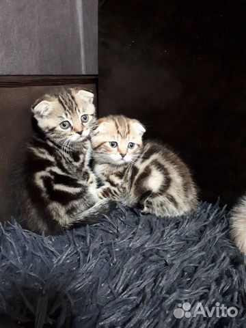 Шотландская