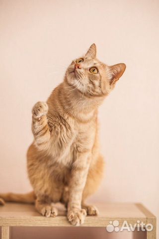 Персиковый кот Богдан ищет хозяев