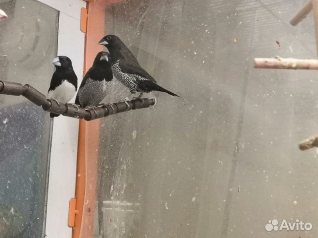 Черно-белая амадина