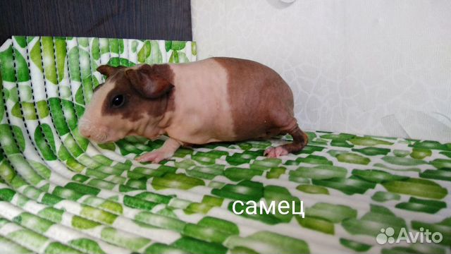 Морские свинки Скинни